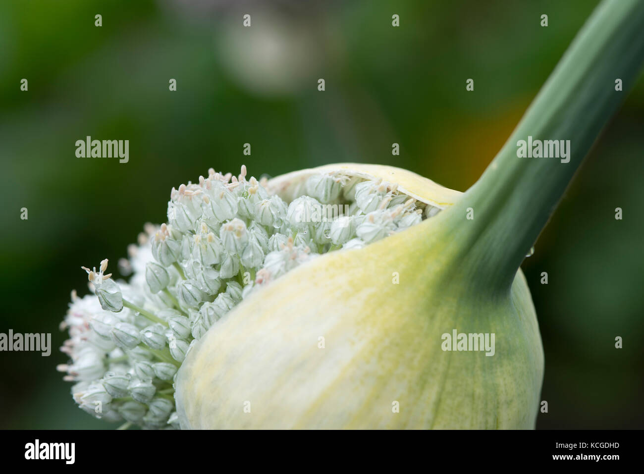onion plant flowering beautifully in the vegetable garden Stock Photo ...