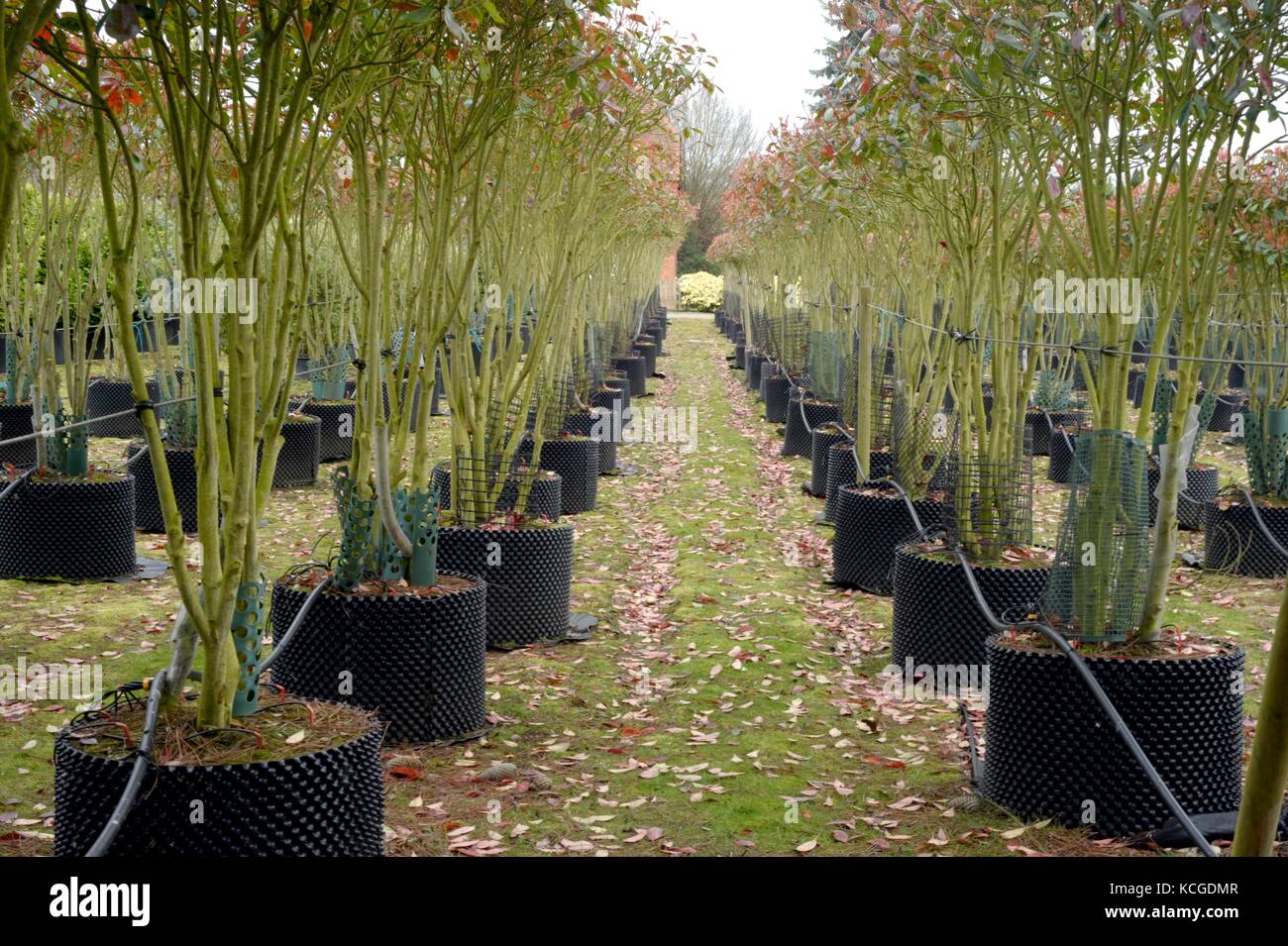 Rows of trees in a tree nursery attached to irrigation system Stock ...