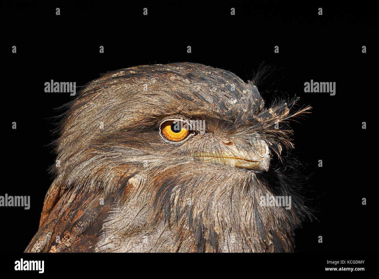 Tawny frogmouth podargus strigoides podargidae High Resolution Stock ...