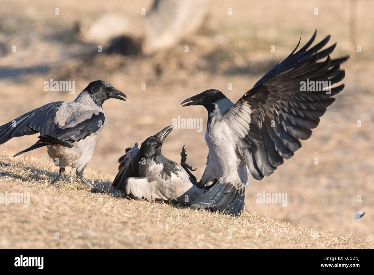 Hooded Crow Corvus cornix fighting Hortobagy National Park Hungary ...