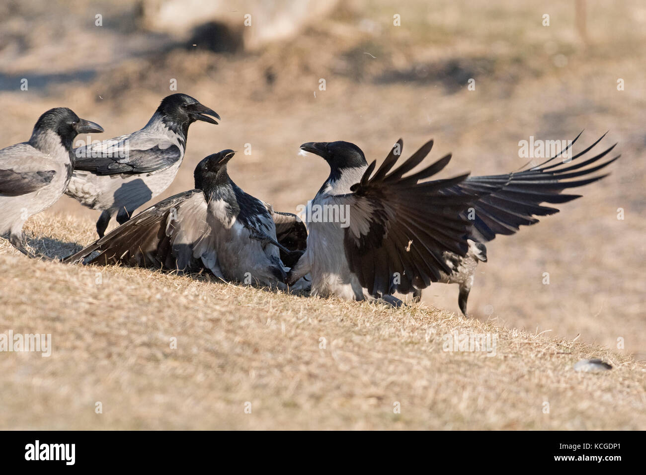 Hooded Crow Corvus cornix fighting Hortobagy National Park Hungary ...