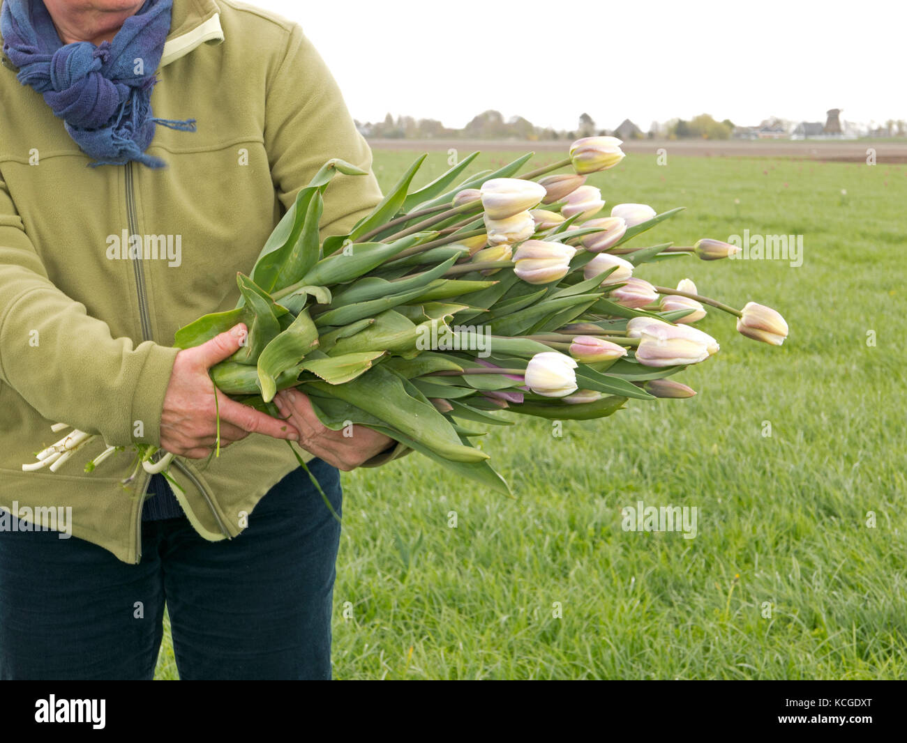 Picking Tulips in a field with grass and flowers Stock Photo - Alamy