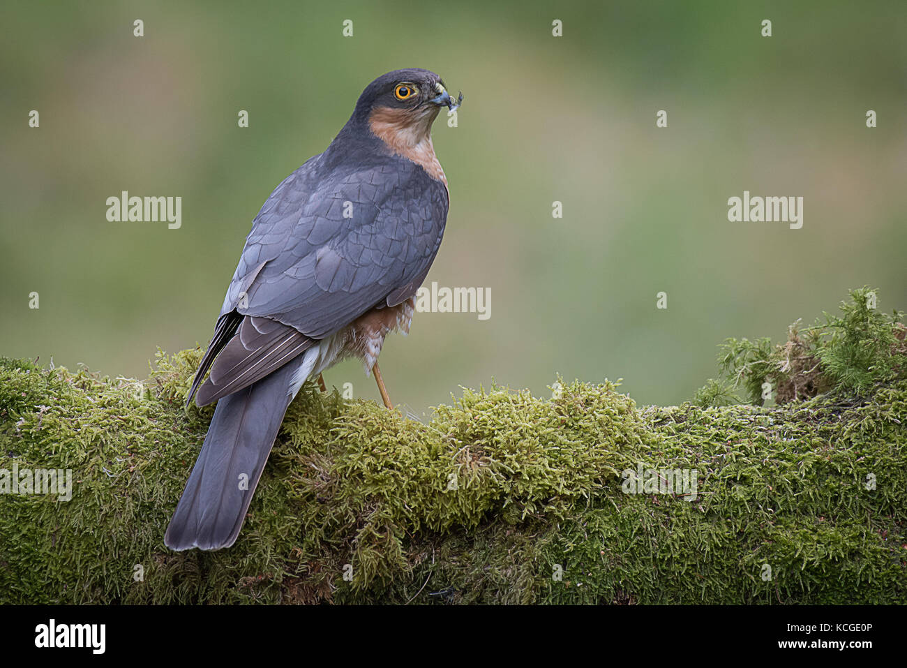 Sparrowhawk feather hi-res stock photography and images - Alamy