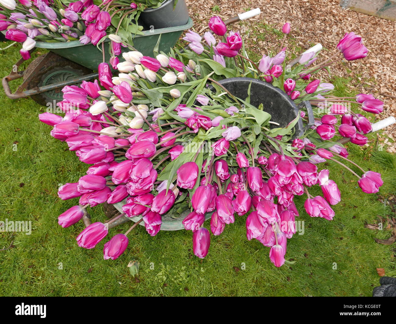 beautiful tulip bouquets in buckets and wheelbarrow Stock Photo - Alamy