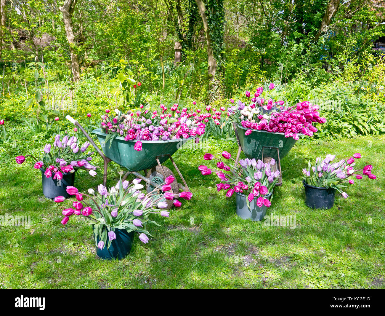 beautiful tulip bouquets in buckets and wheelbarrow Stock Photo - Alamy