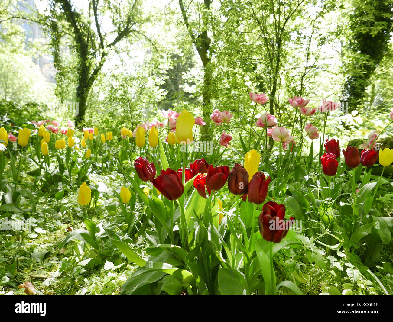 wild flowering Tulips in a garden with trees and schrubs Stock Photo ...