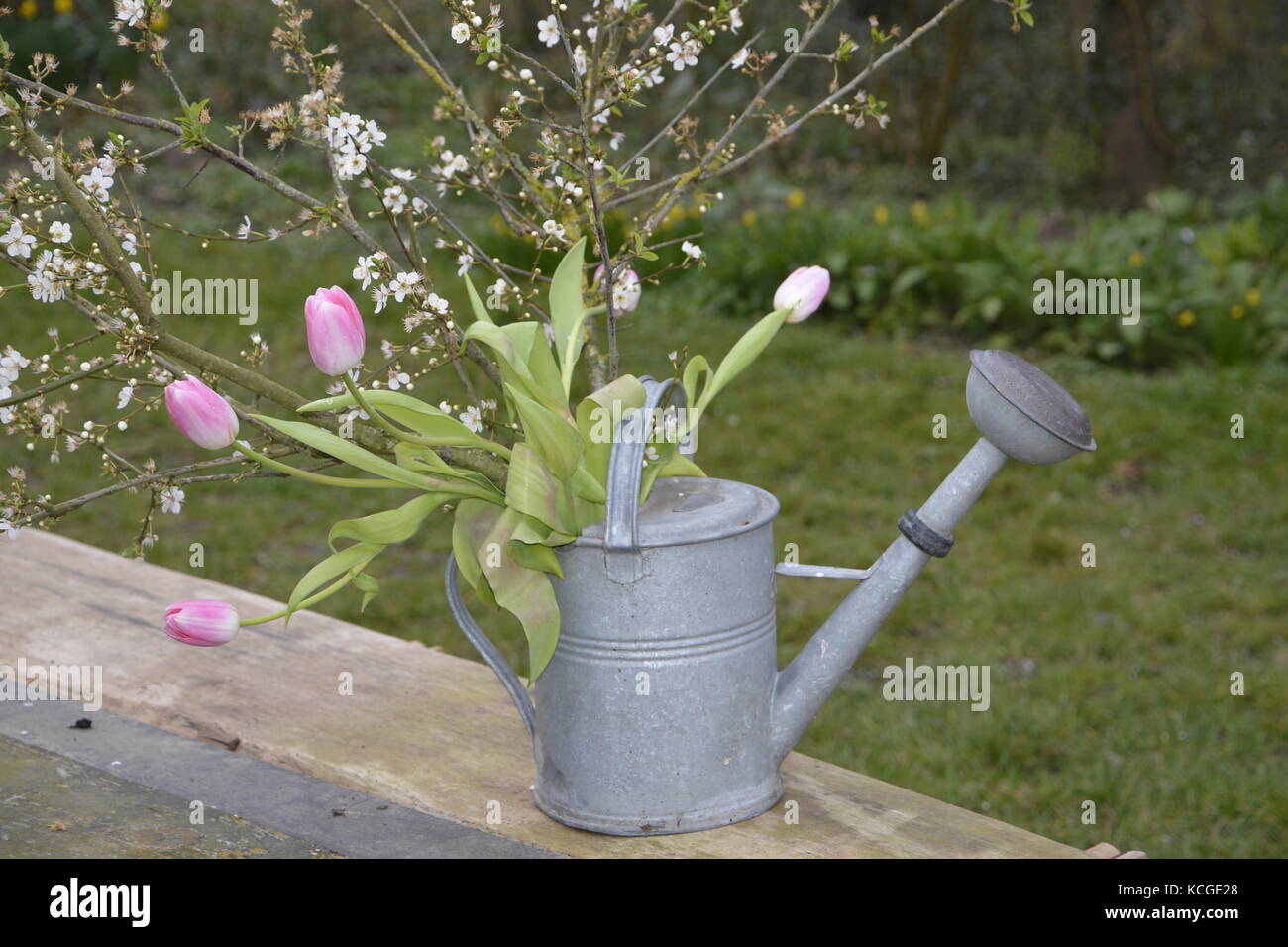Hand water tulip flower hi-res stock photography and images - Alamy