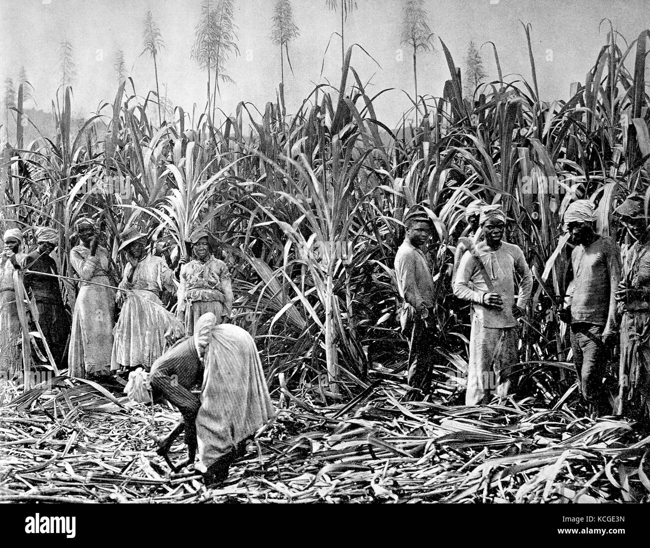 Jamaica, land in the Caribbean, workers in the Sugar cane Stock Photo ... Jamaica, land in the Caribbean, workers in the Sugar cane Stock Photo ...