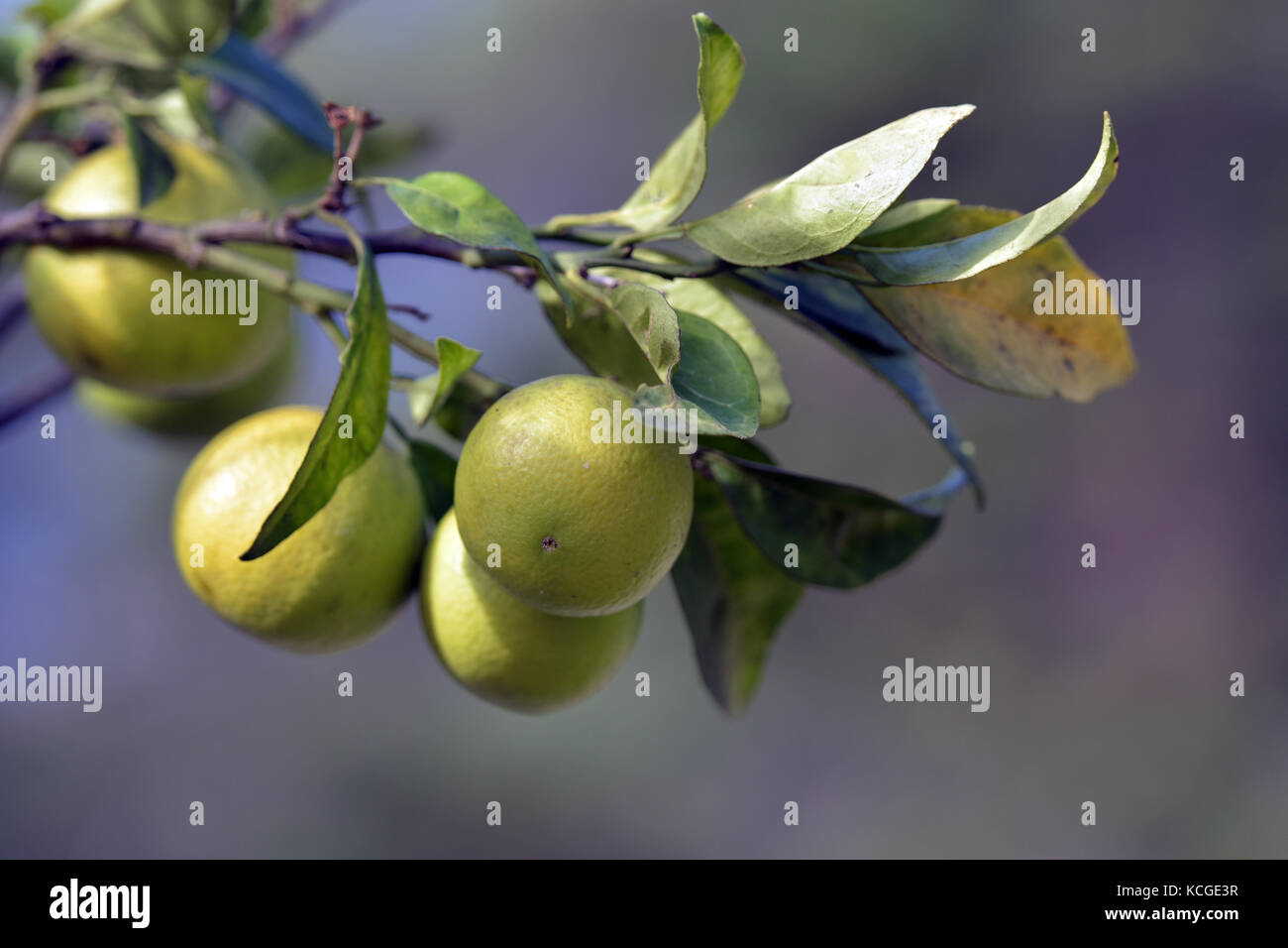 lemons growing outside in the sunshine on Corfu in Greece Stock Photo ...
