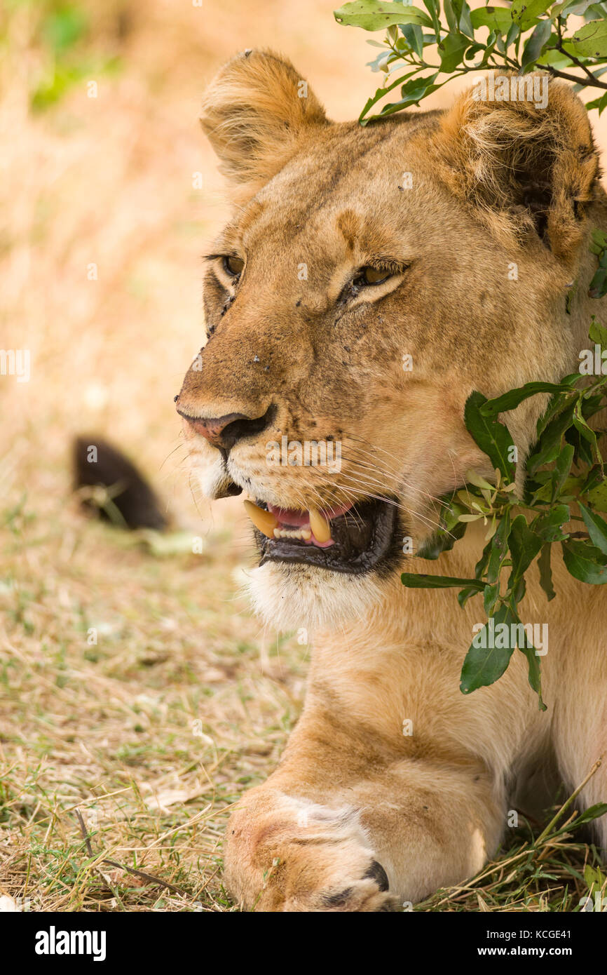 Female lion sitting hi-res stock photography and images - Alamy
