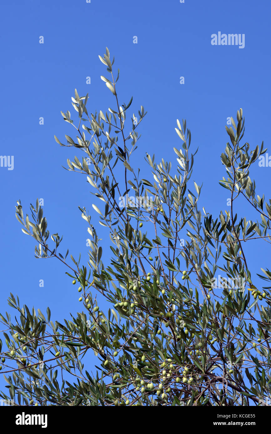 The beaches of an olive tree reaching up into a blue sky on the greek ...
