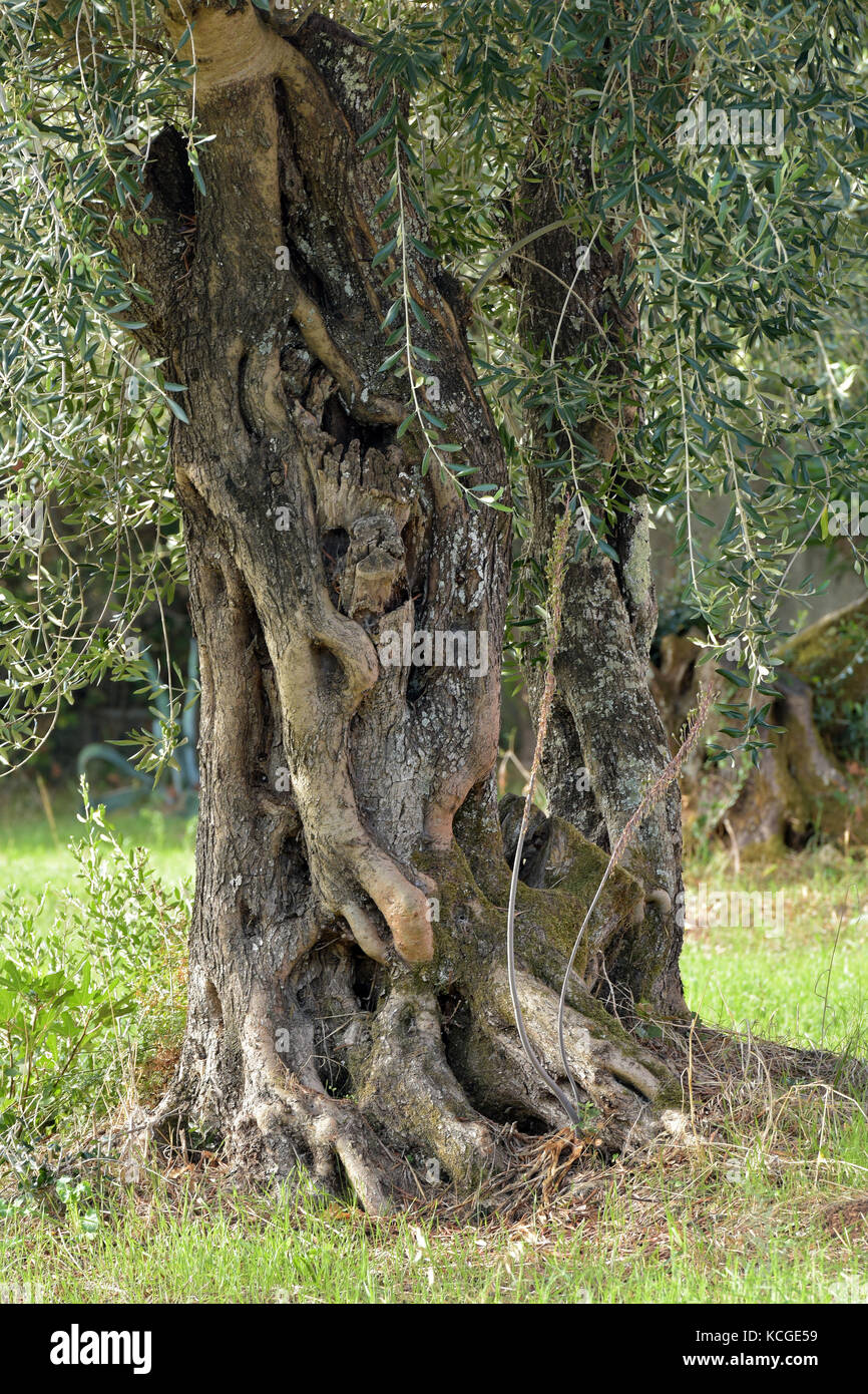 The gnarly old trunk of a large old olive tree in an olive grove on the ...