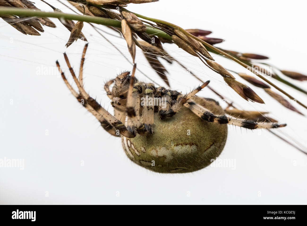 Araneus quadratus spider on white hi-res stock photography and images ...