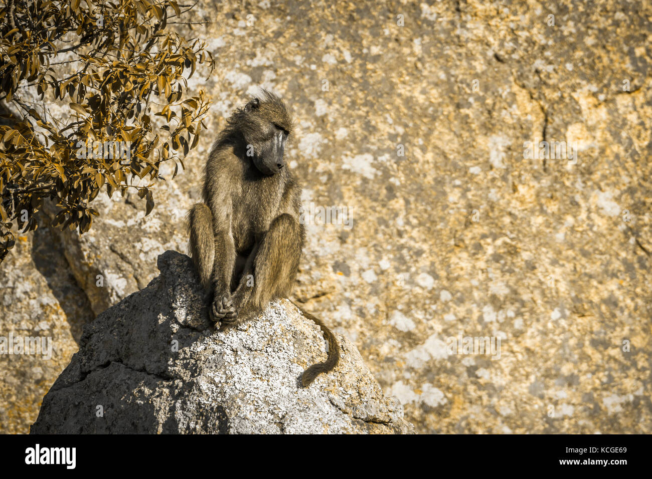 Specie Papio ursinus family of Cercopithecidae Stock Photo - Alamy