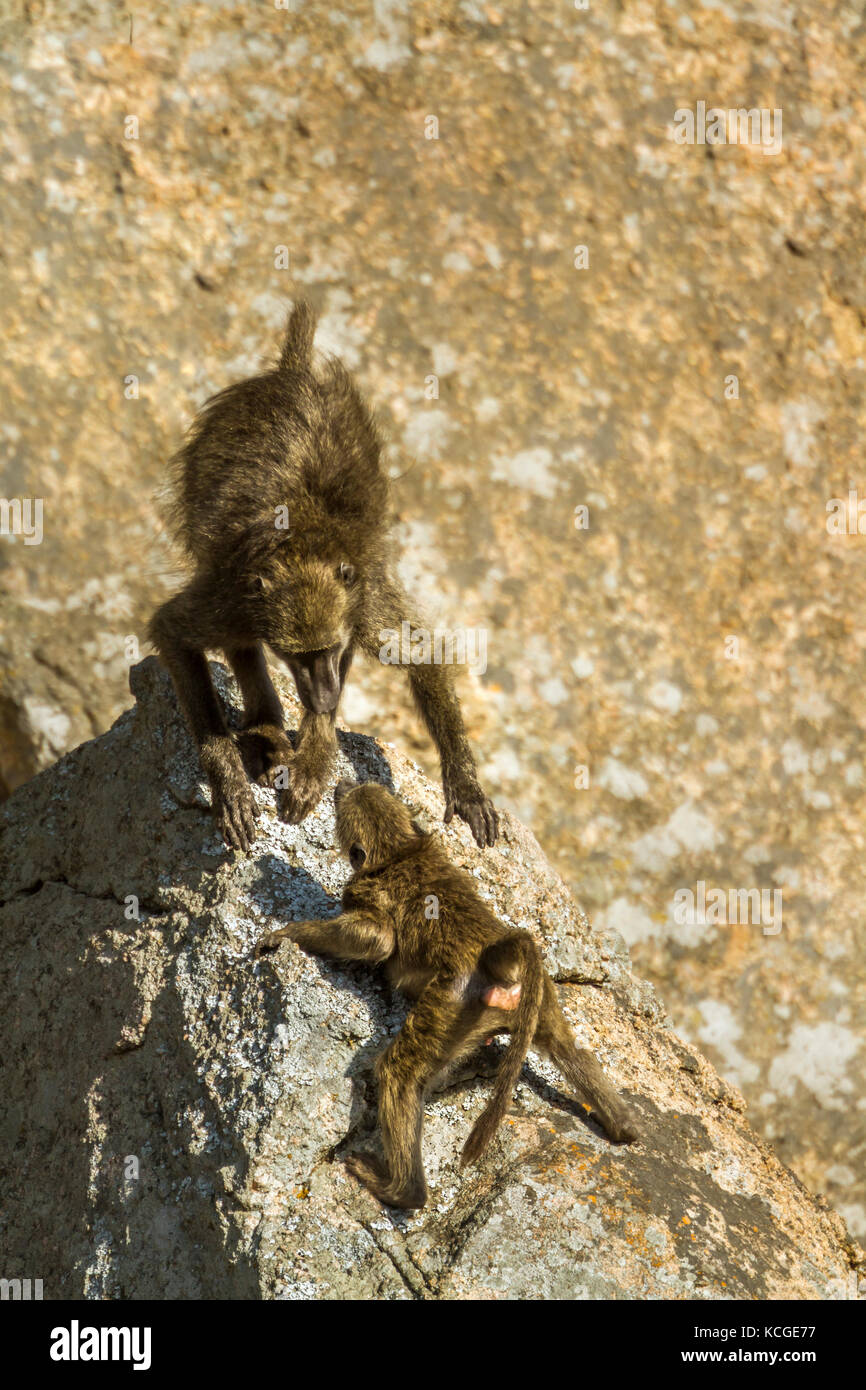 Specie Papio ursinus family of Cercopithecidae Stock Photo - Alamy