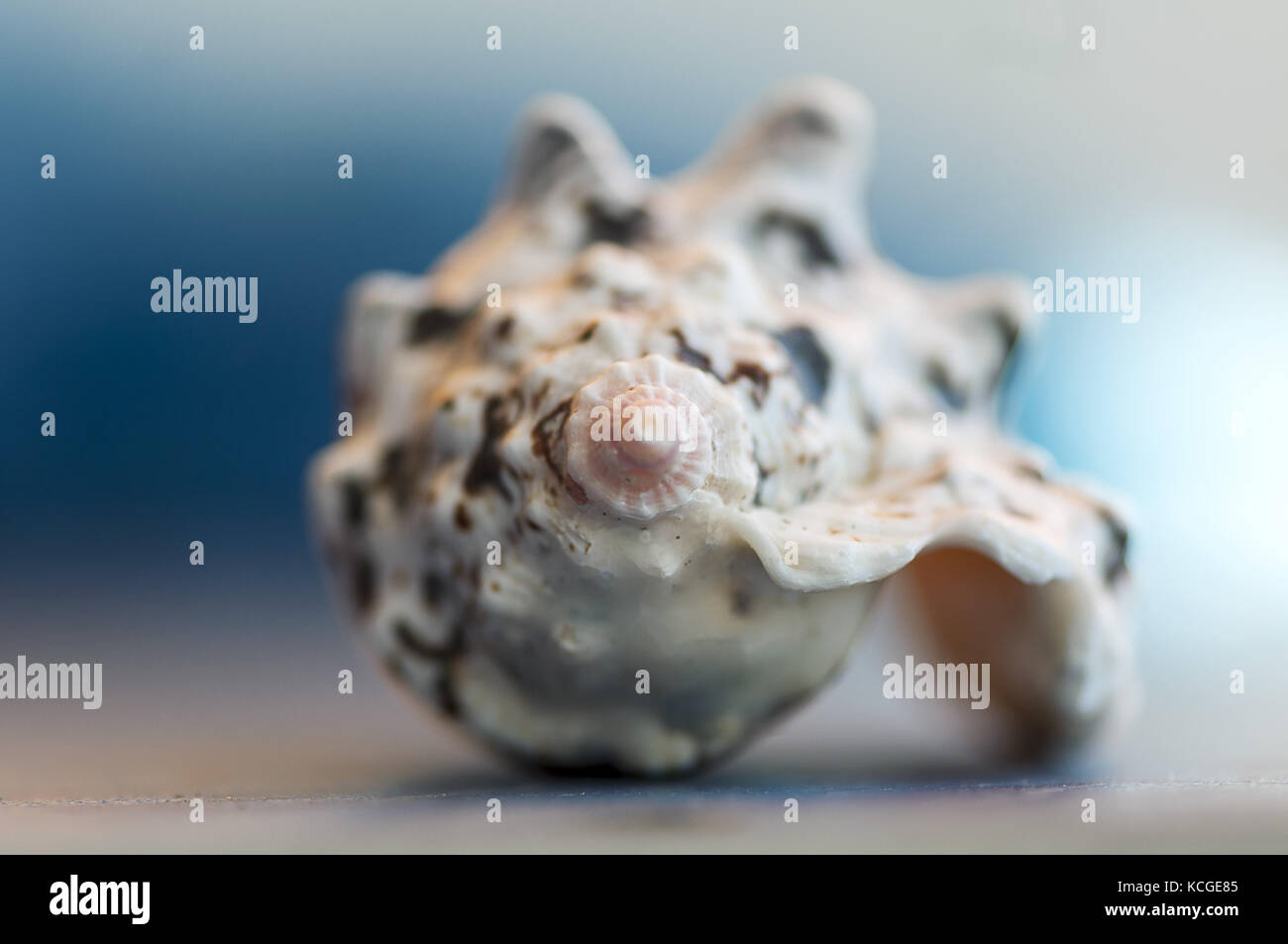 Giant seashell hi-res stock photography and images - Alamy