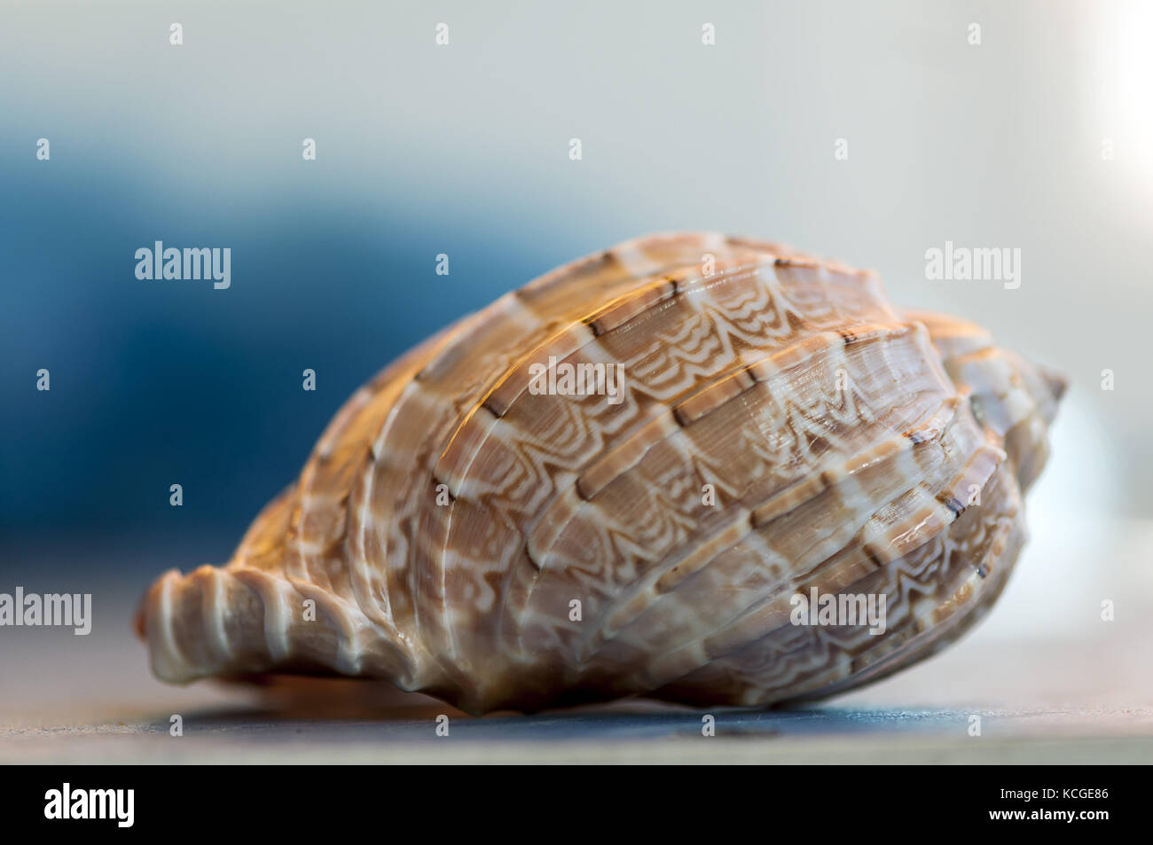 Close-up on a seashell. Shallow depth of field Stock Photo - Alamy
