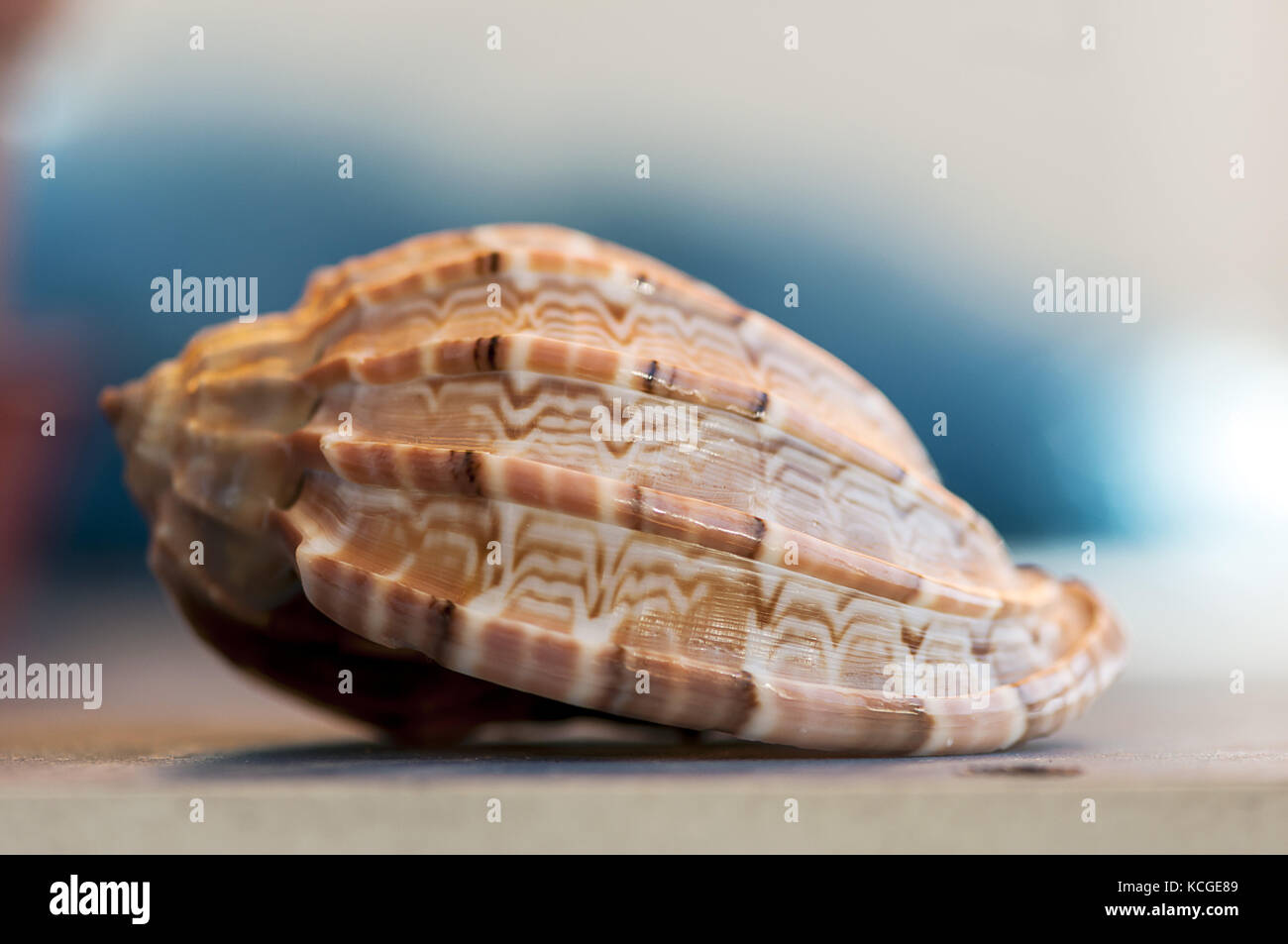 Close-up on a seashell. Shallow depth of field Stock Photo - Alamy