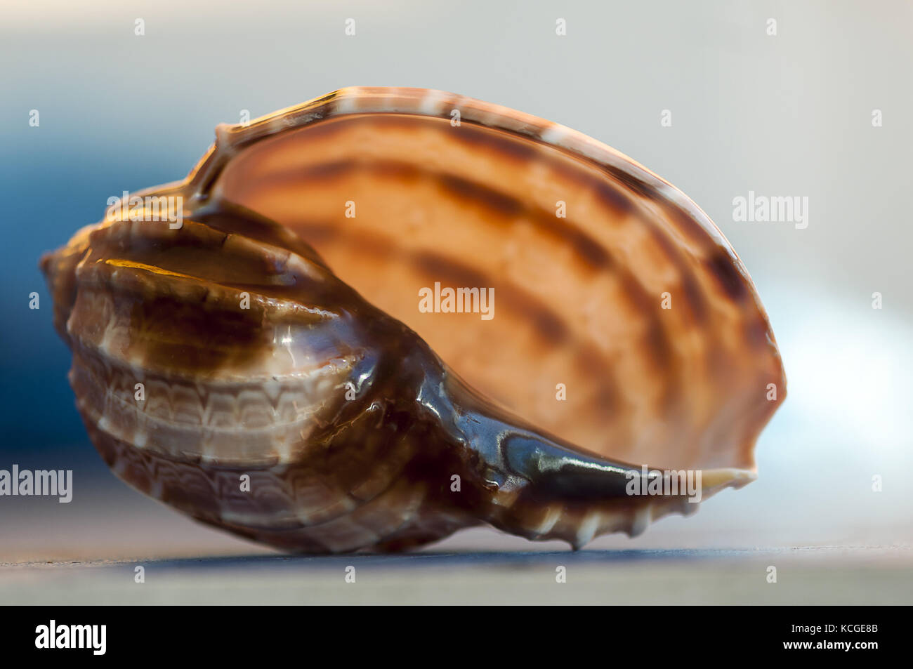 Large edible sea snail hi-res stock photography and images - Alamy