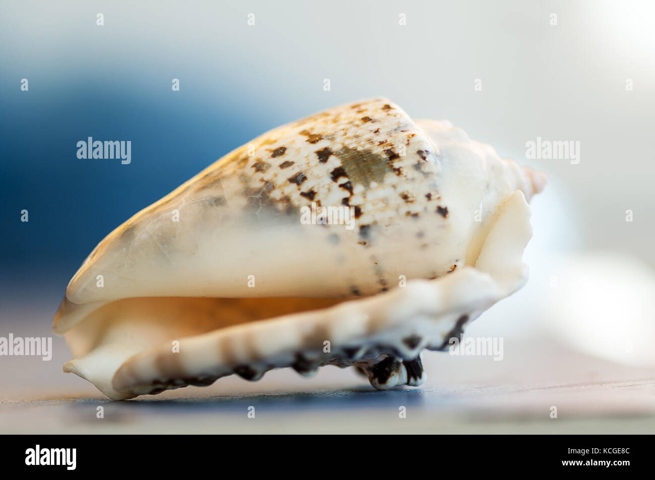 Large Edible Sea Snail High Resolution Stock Photography and Images - Alamy