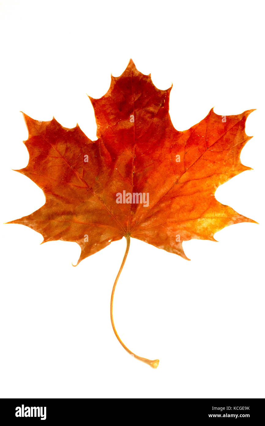 A red Maple leaf on white background Stock Photo - Alamy