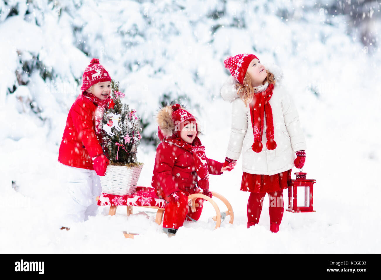 Children with Christmas tree on wooden sled in snow. Kids cut Xmas tree ...