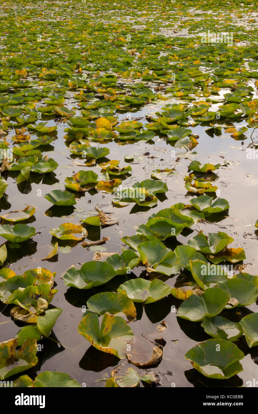 Plant lilly pads hi-res stock photography and images - Alamy