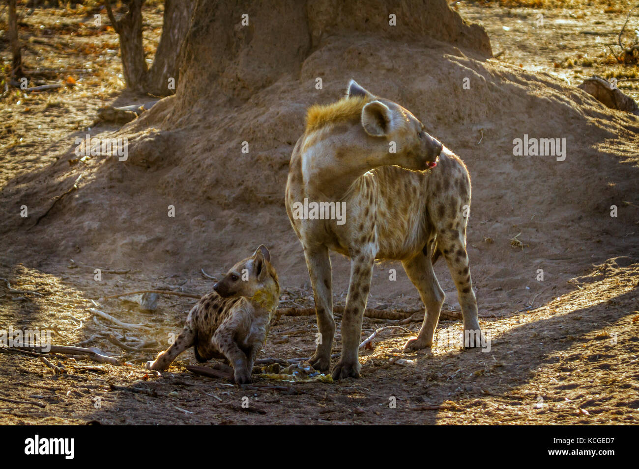 Specie Crocuta crocuta family of Hyaenidae Stock Photo - Alamy