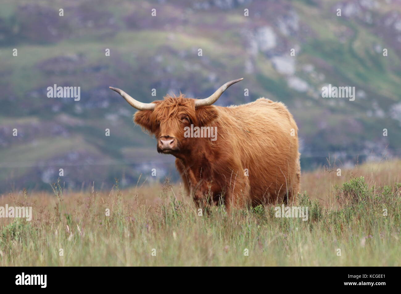 Highland Cow Scotland Stock Photo - Alamy