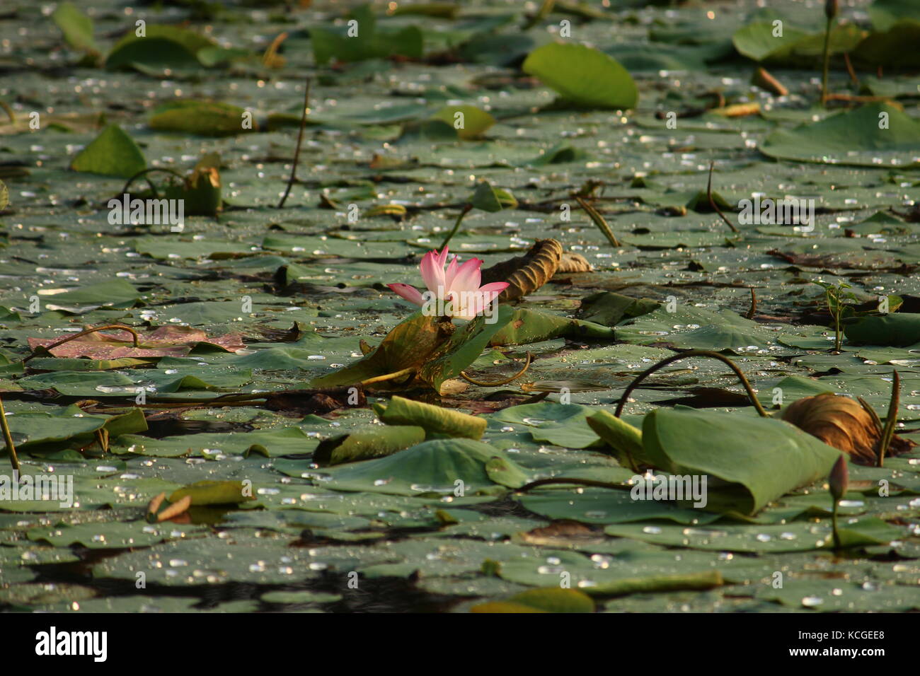 Beautiful scenery at lotus pond hi-res stock photography and images - Alamy