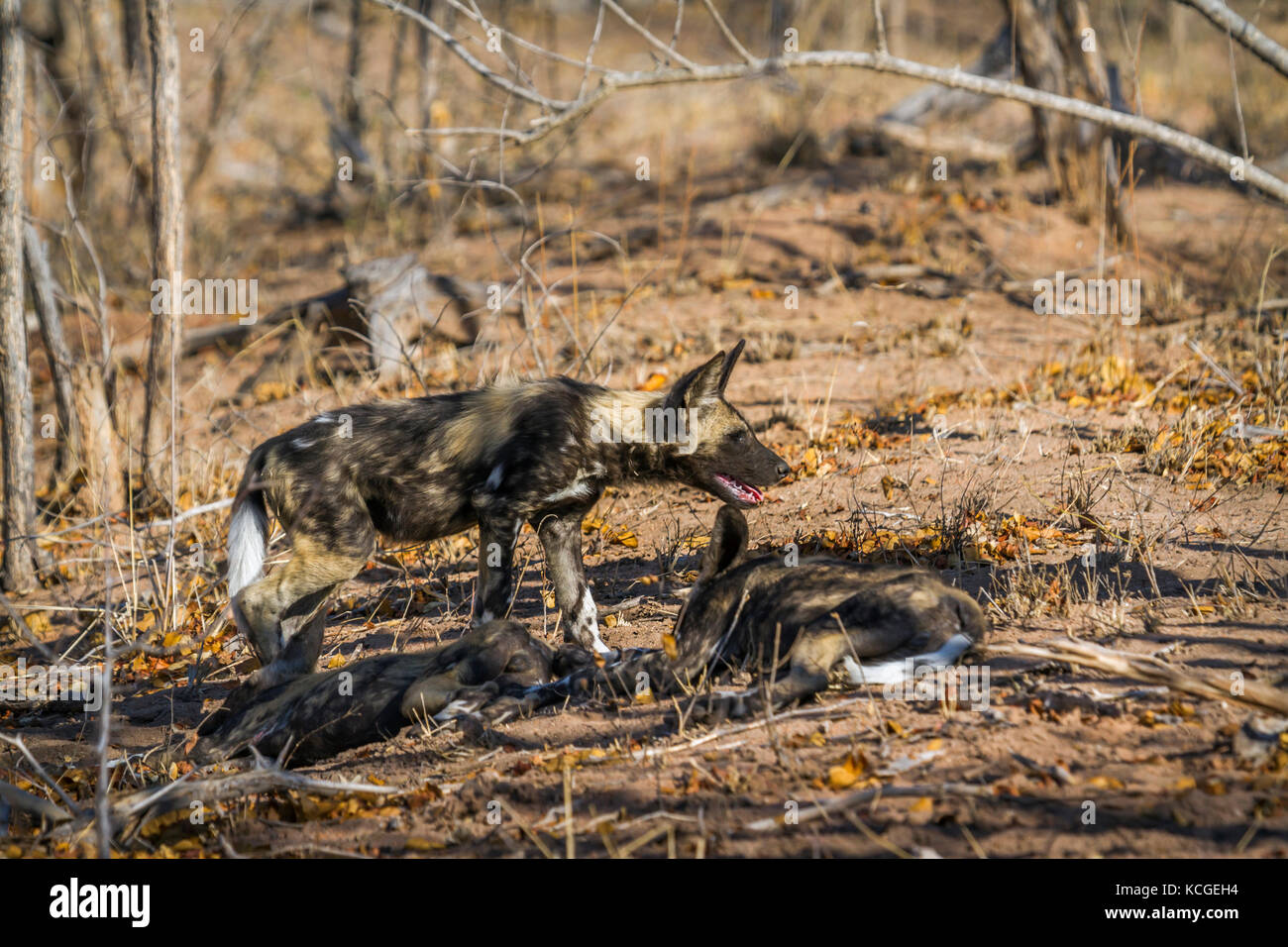 Specie Lycaon pictus family of Canidae Stock Photo - Alamy