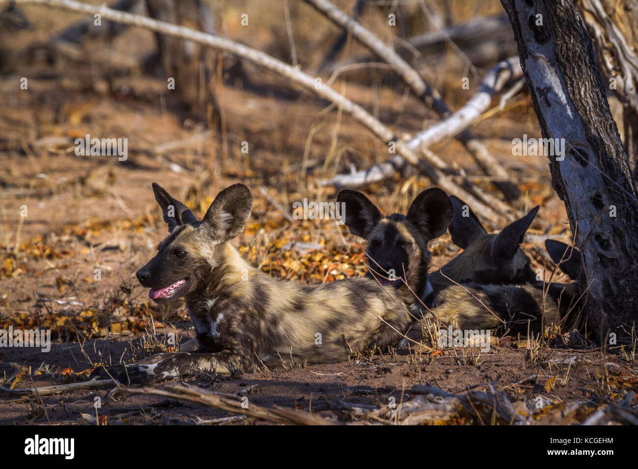Specie Lycaon pictus family of Canidae Stock Photo - Alamy