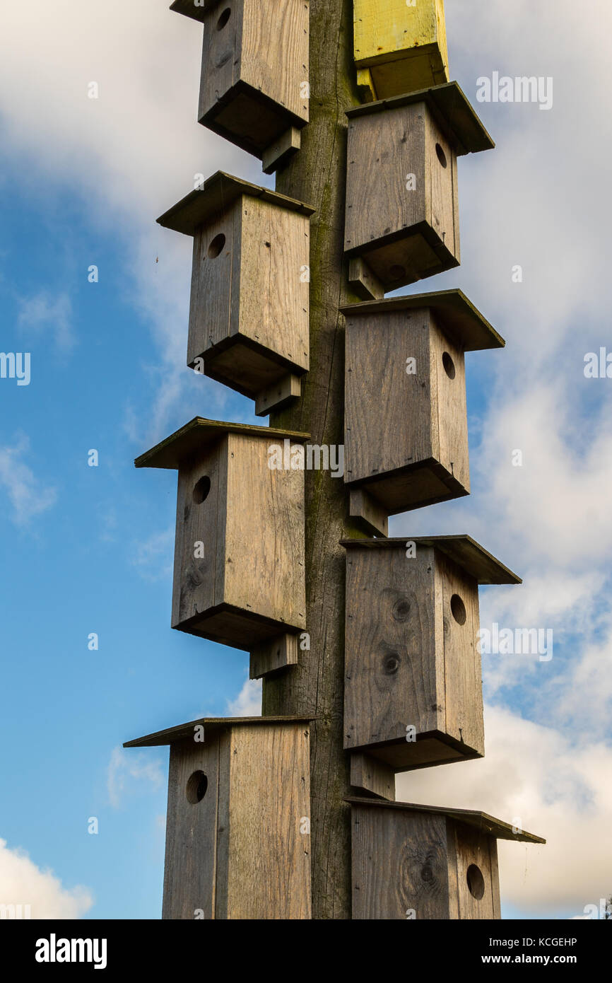 Many wooden boxes for birds hanging on an electricity pole Stock Photo ...