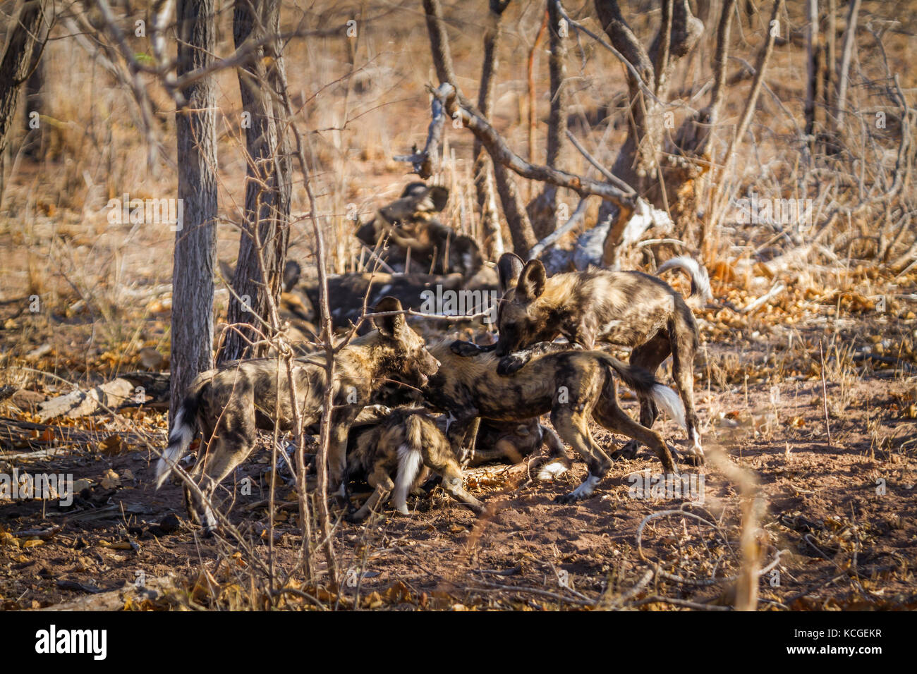 Specie Lycaon pictus family of Canidae Stock Photo - Alamy