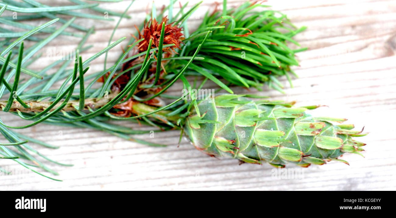 image of a evergreen tree cone with branch Stock Photo - Alamy