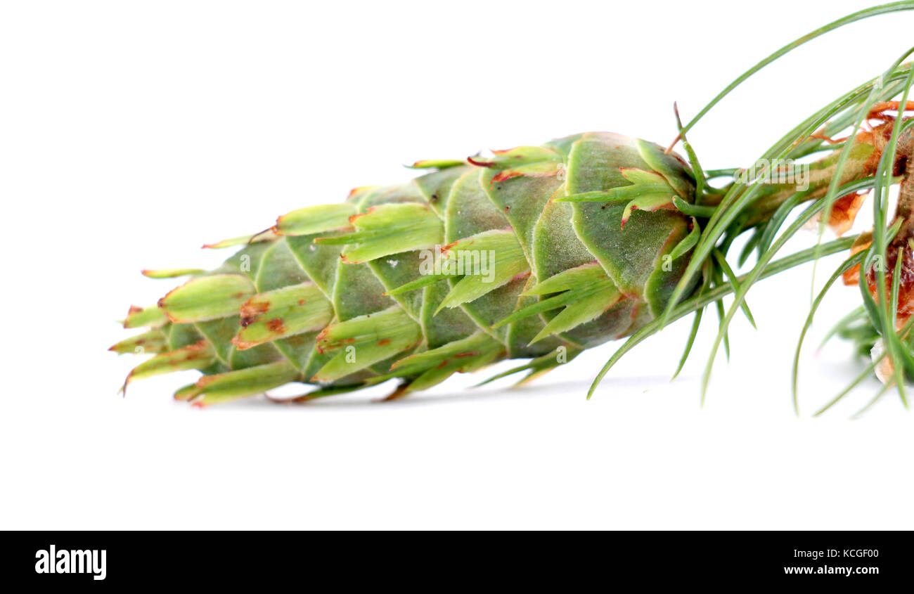 image of a evergreen tree cone with branch Stock Photo - Alamy