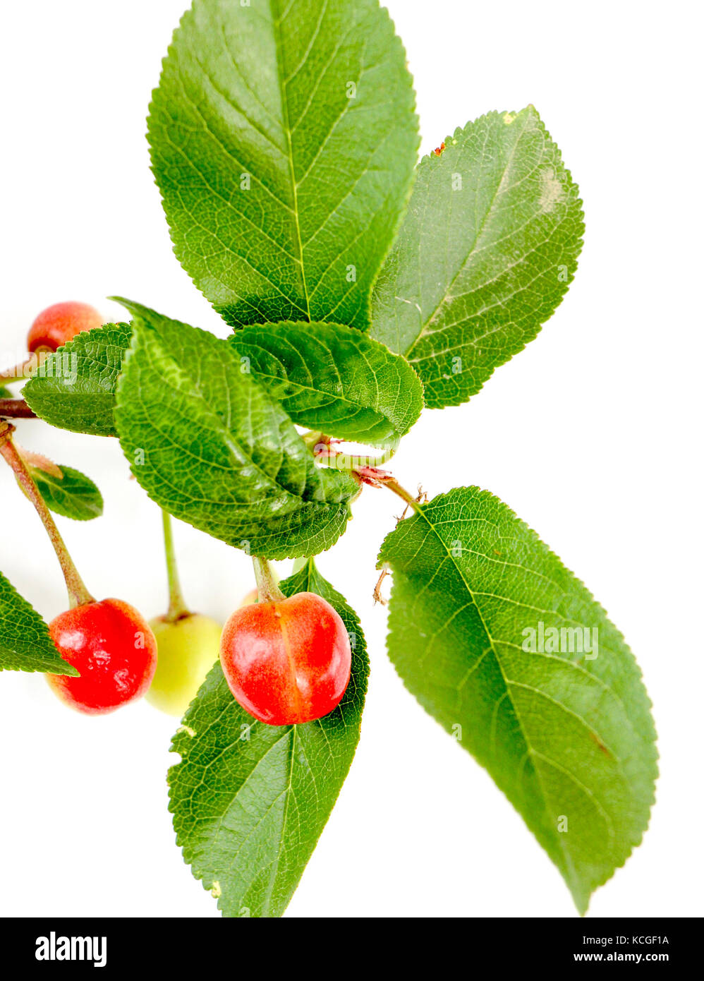 image of a unripe cherry isolated on white background Stock Photo - Alamy