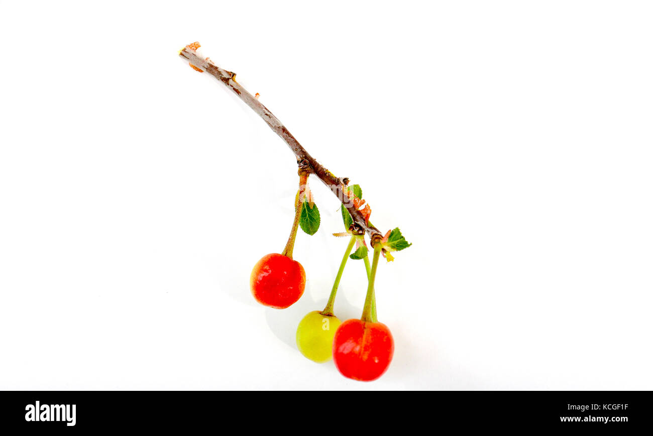 image of a unripe cherry on white background Stock Photo - Alamy