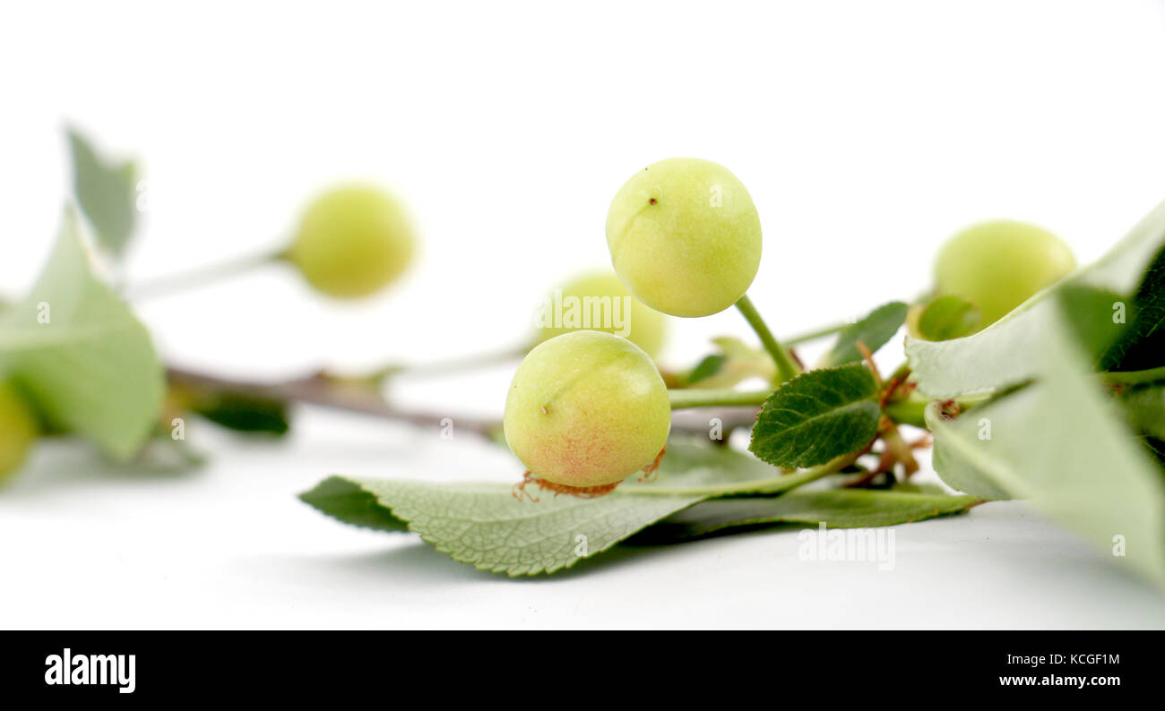image of a unripe cherry isolated on white background Stock Photo - Alamy