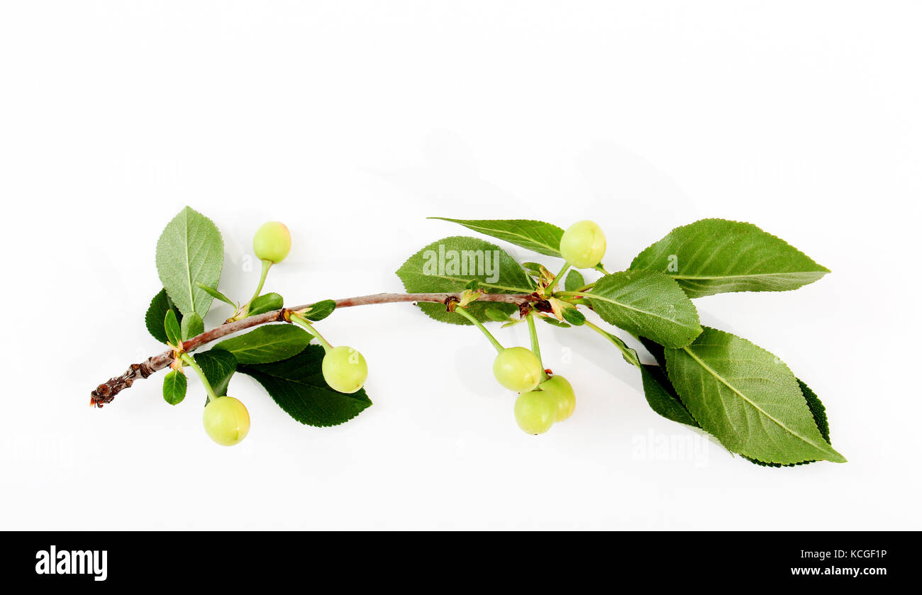 image of a unripe cherry isolated on white background Stock Photo - Alamy