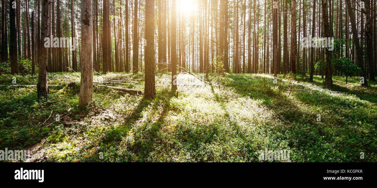 Beautiful wild forest Stock Photo - Alamy
