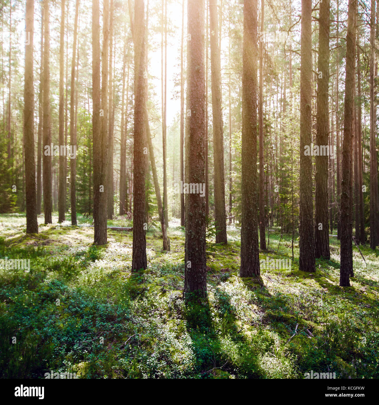 Wild trees in forest Stock Photo - Alamy