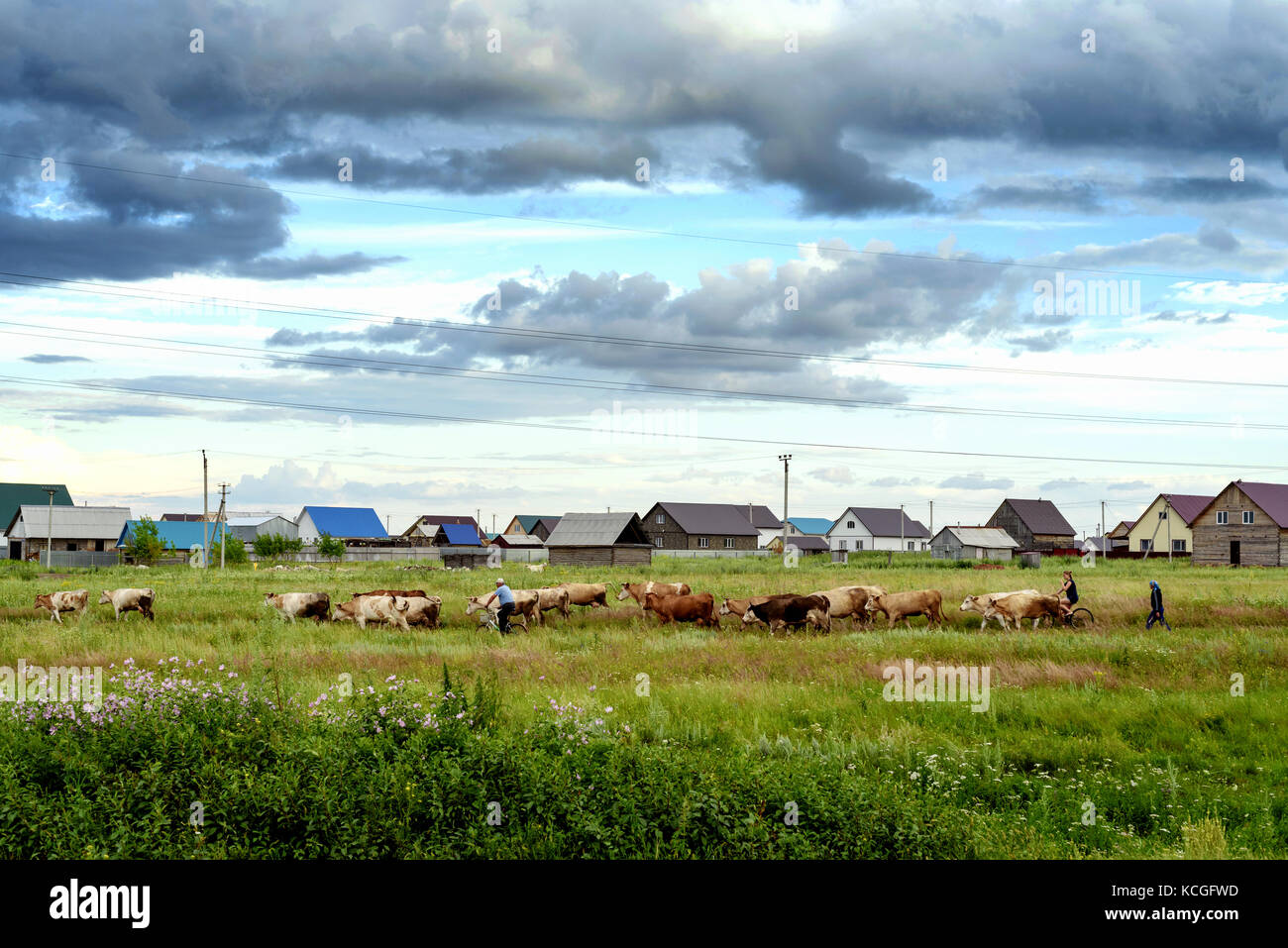 Row of cows return home from grazing guided by their farmer owners in ...