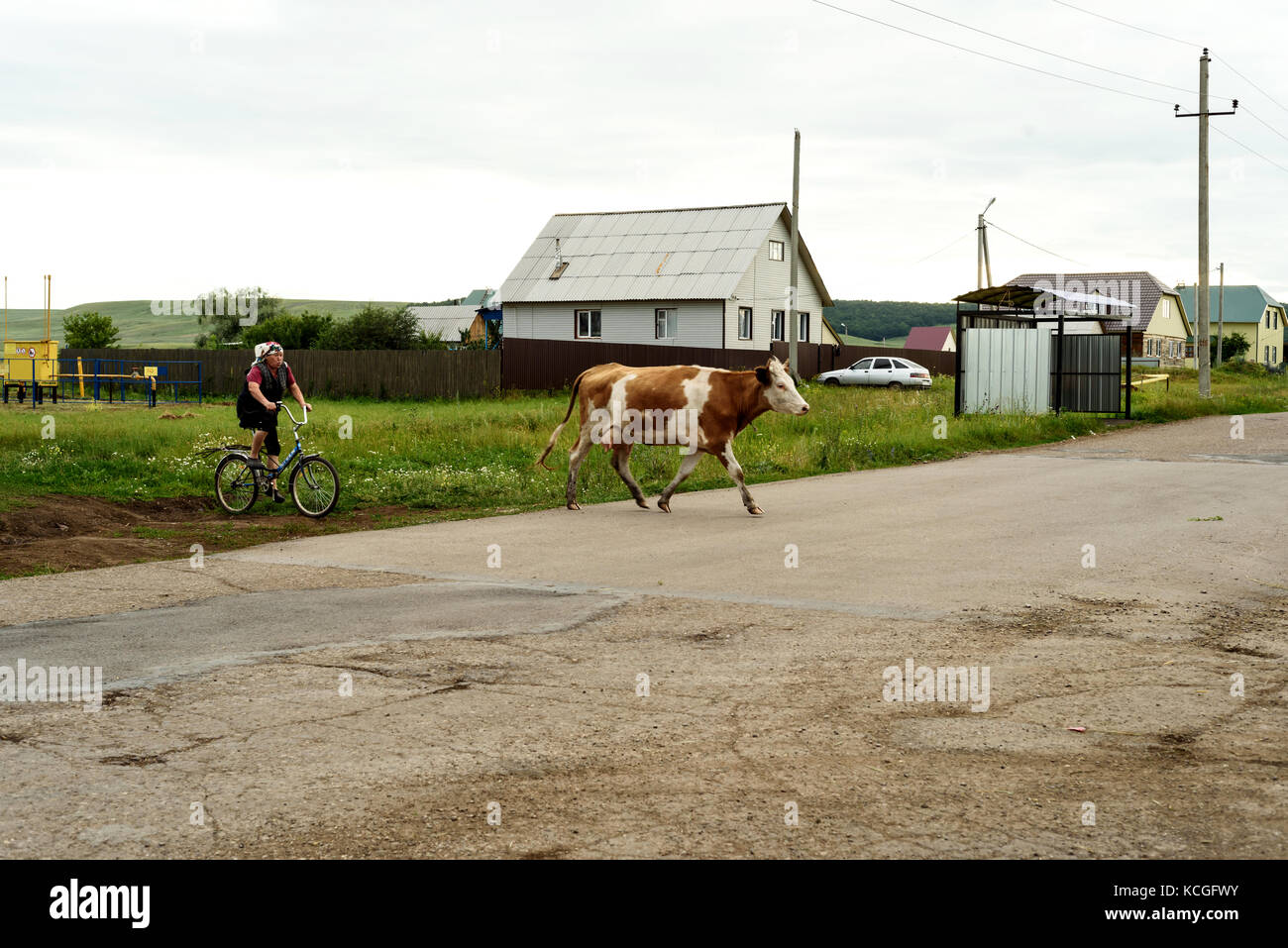 Old village woman riding a bike herds a brown and white cow along a ...