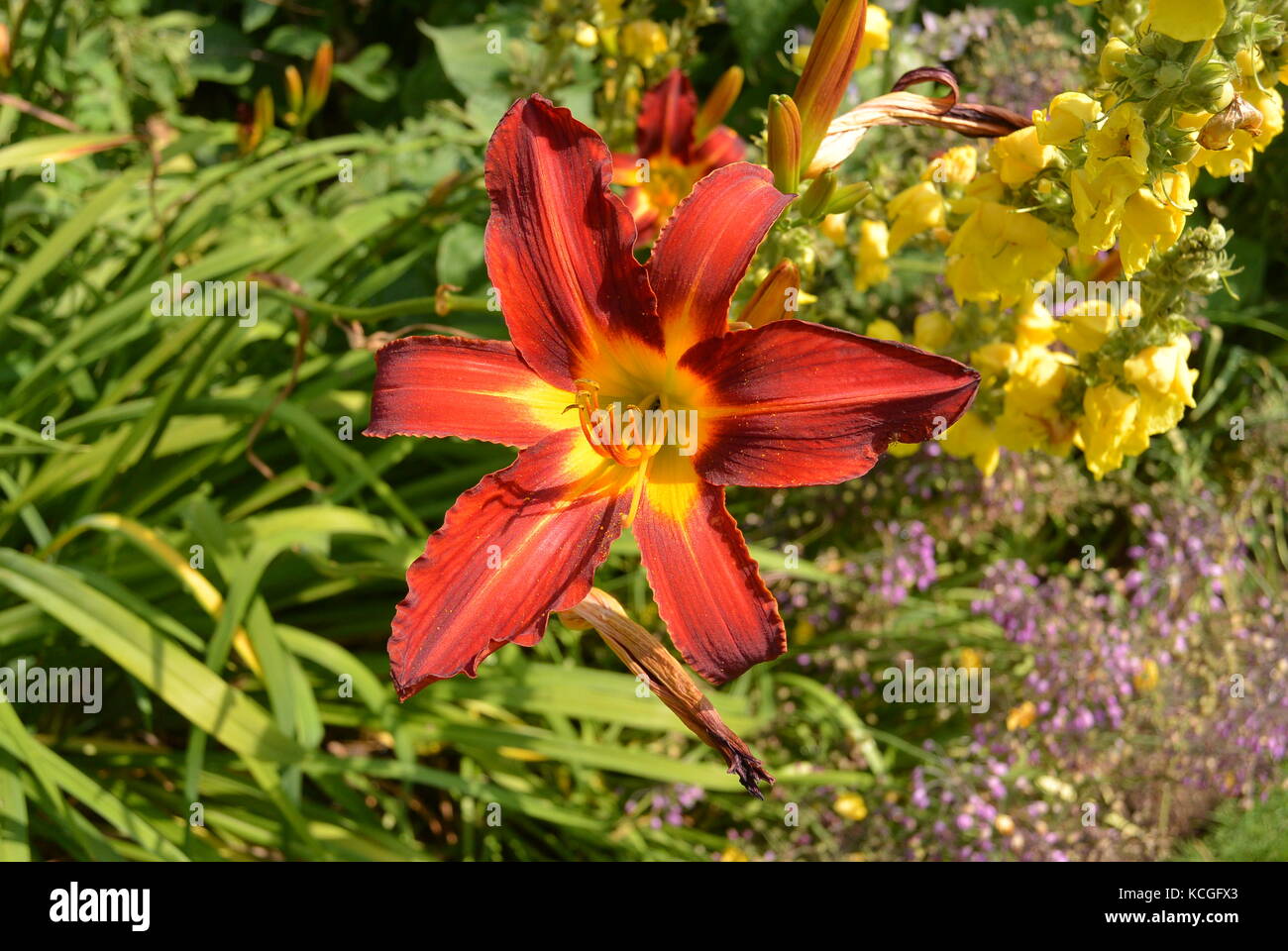 Red and yellow Bonanza flower Stock Photo - Alamy