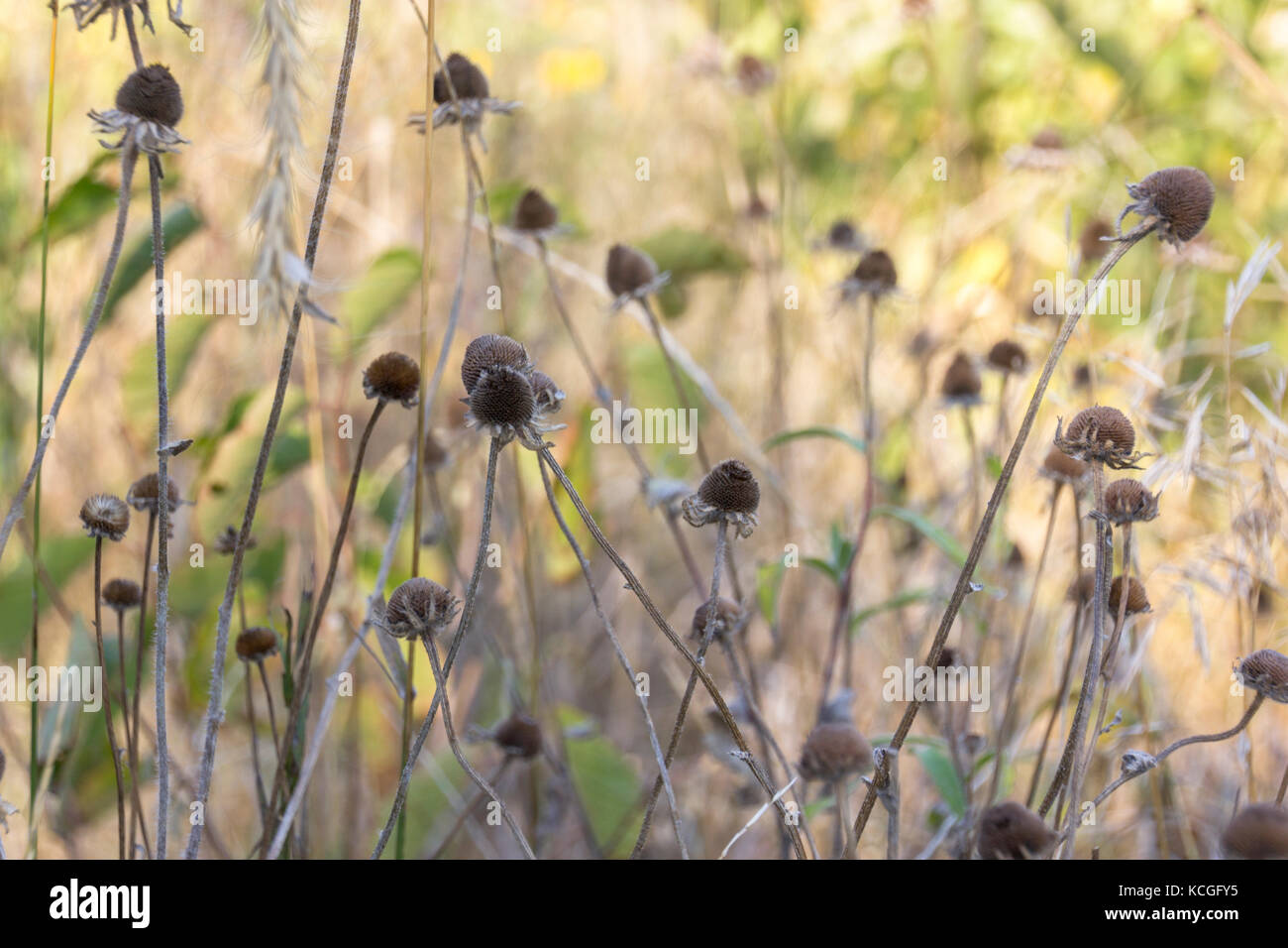 Dead coneflowers in Autumn Stock Photo - Alamy