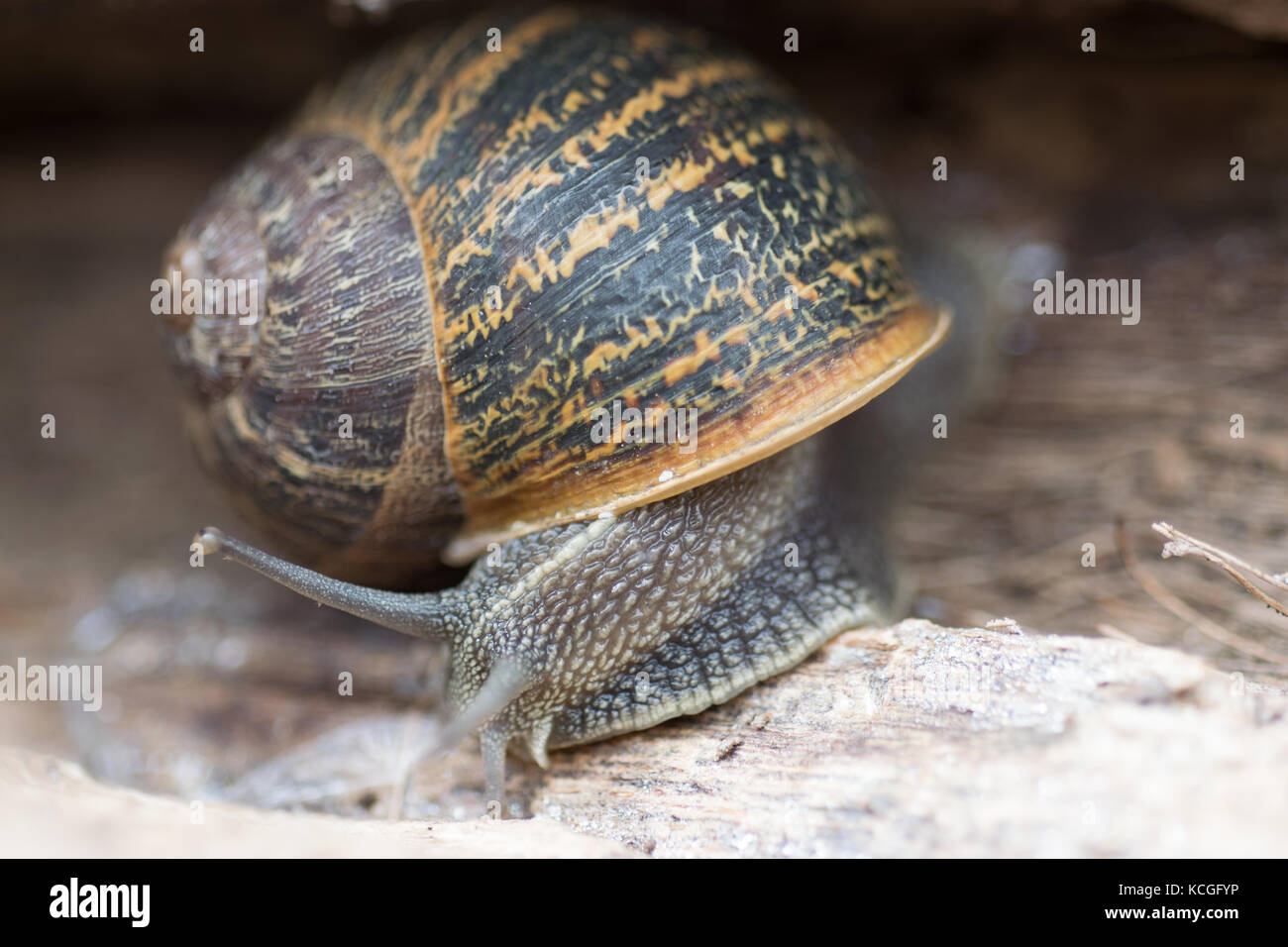 Close up view of big snail crawling on the trunk of old pine tree trunk ...