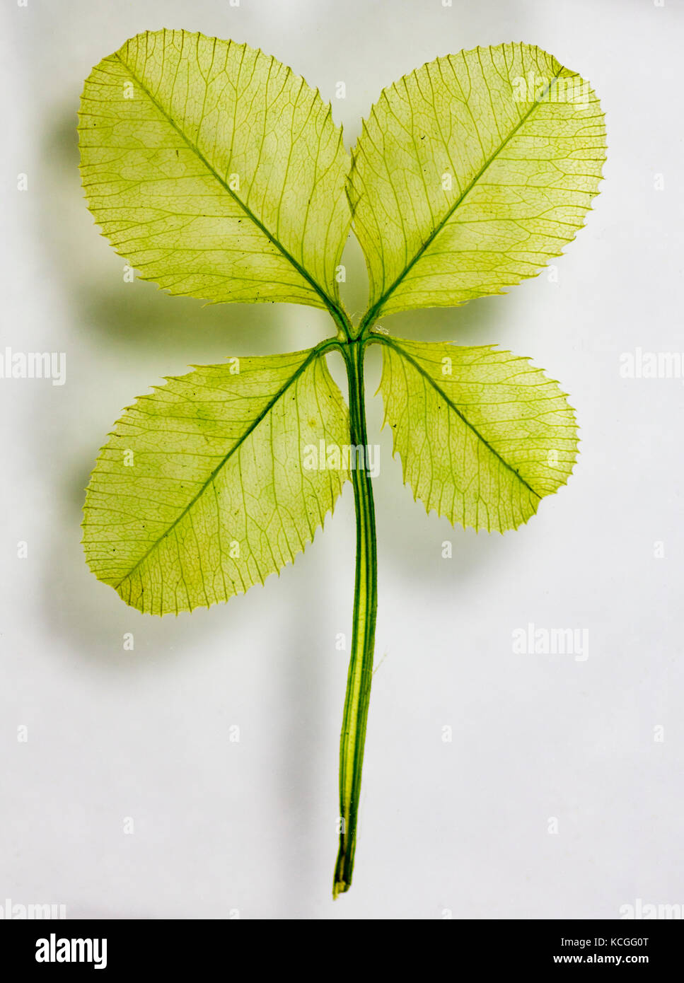 Four leaf clover and flower hi-res stock photography and images - Alamy