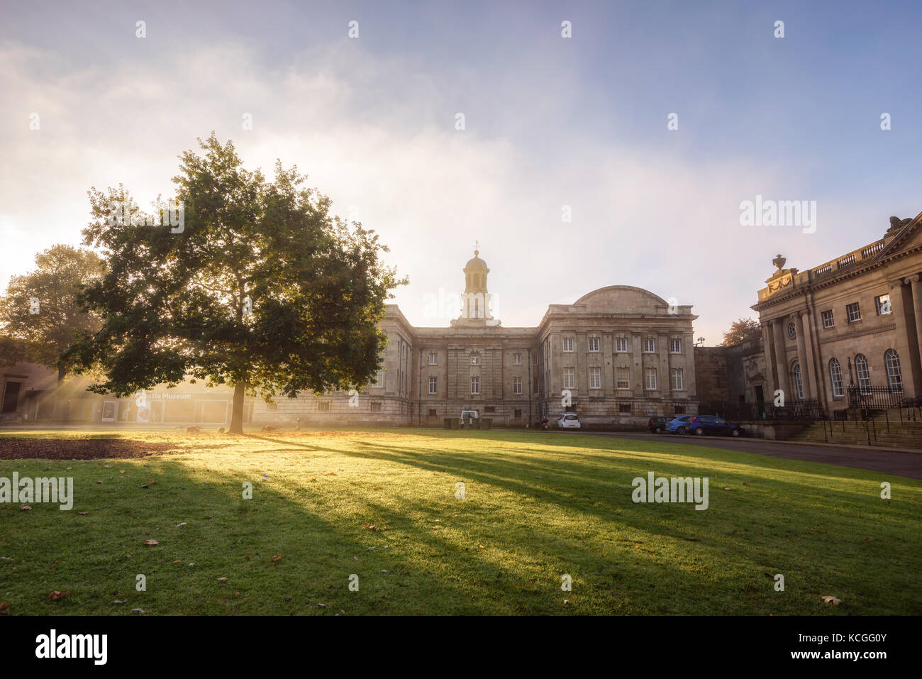 Tree backlit by golden sunlight with sun rays pouring through trees on ...