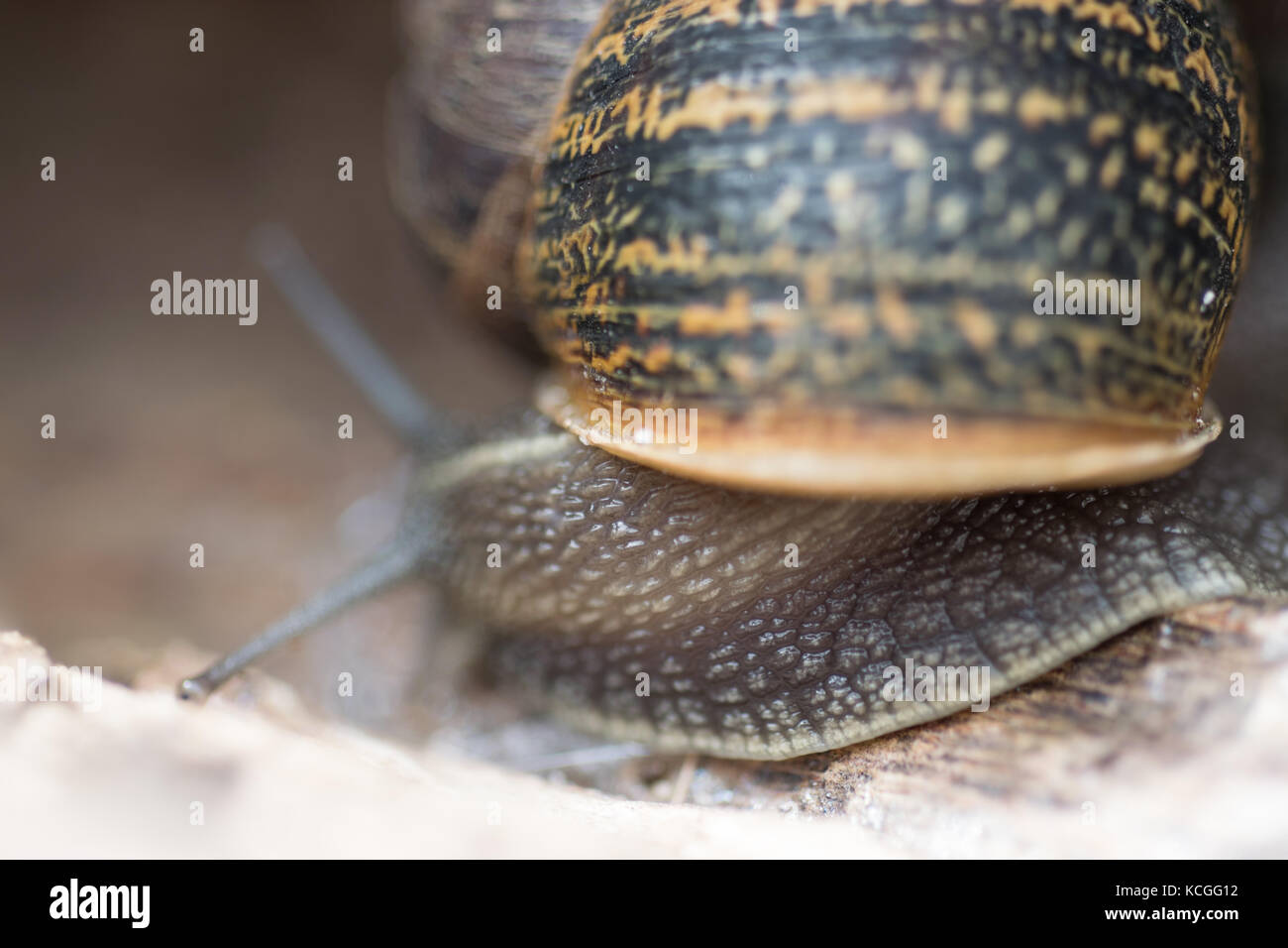 Close up view of big snail crawling on the trunk of old pine tree trunk ...